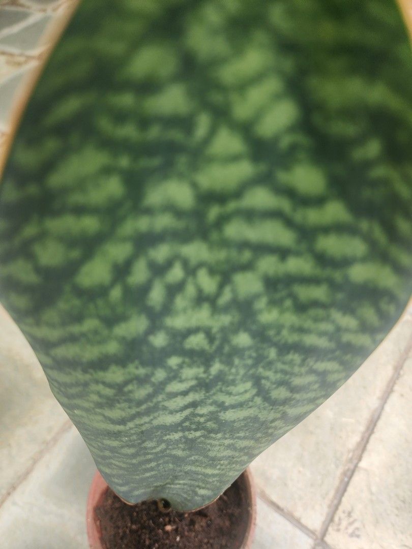 38 cm rooted Sanservieria whale fin, Furniture & Home Living, Gardening ...