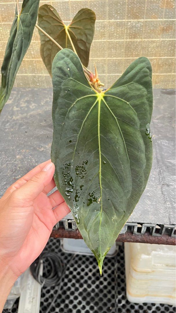 Anthurium Fort Sherman Ralph Lynam by Jay Vannini (Holy Grail ...