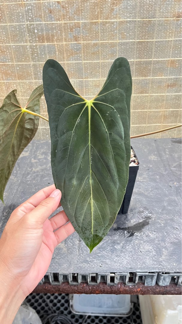 Anthurium Fort Sherman Ralph Lynam by Jay Vannini (Holy Grail ...