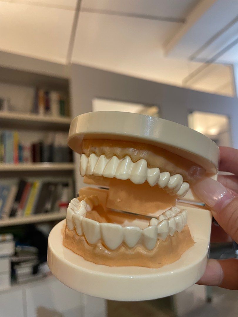 Dental Teeth Model, Beauty & Personal Care, Oral Care on Carousell