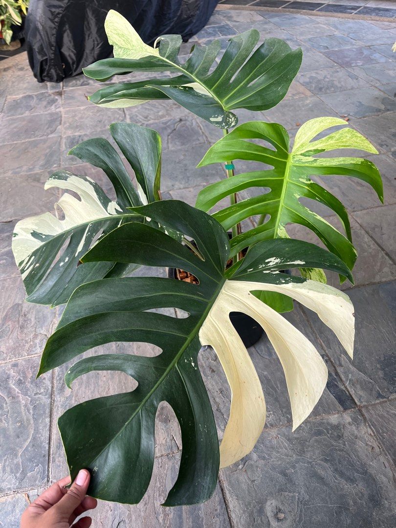 Monstera Deli Mint Huge Mature Leaves Big Large Size Variegation ...