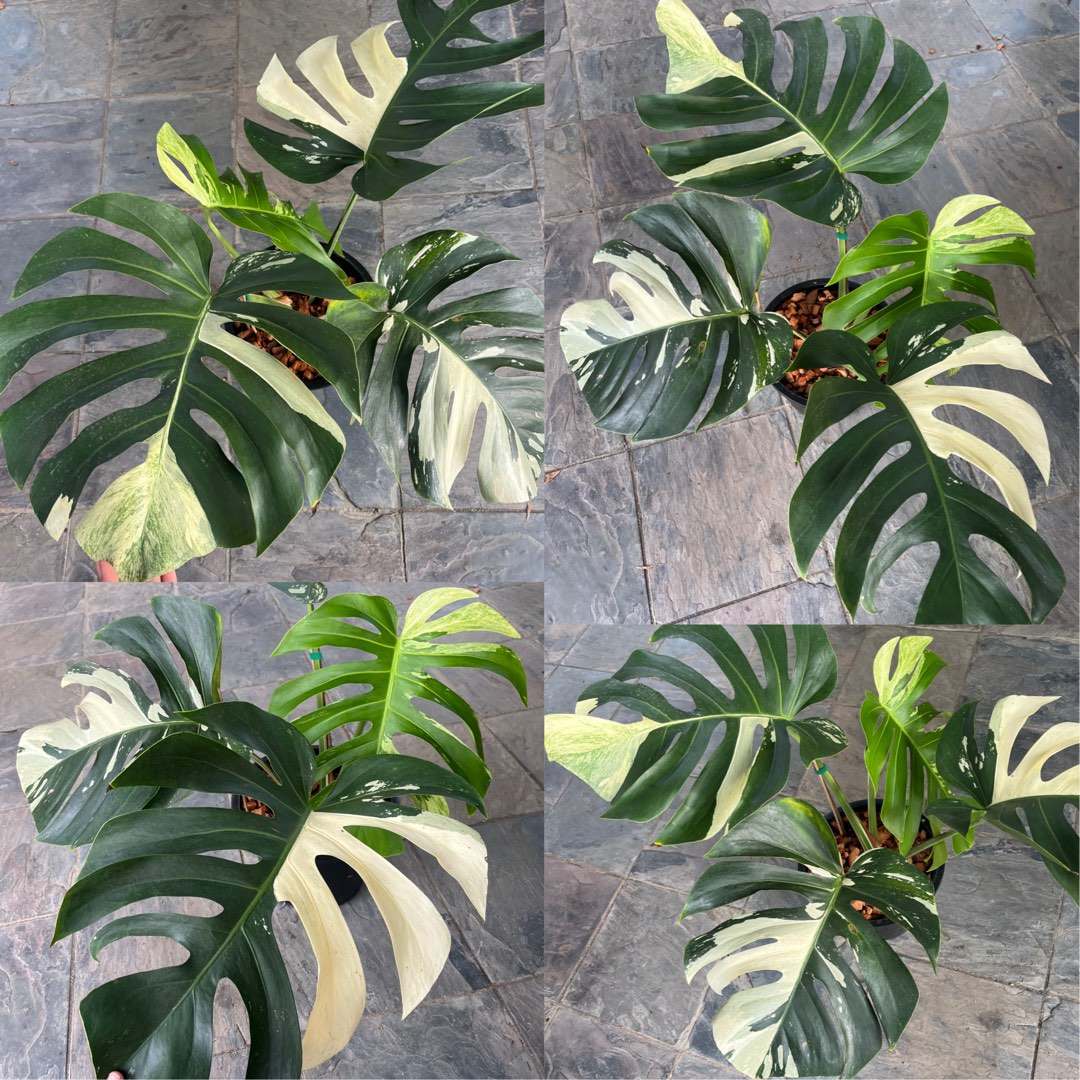 Monstera Deli Mint Huge Mature Leaves Big Large Size Variegation ...