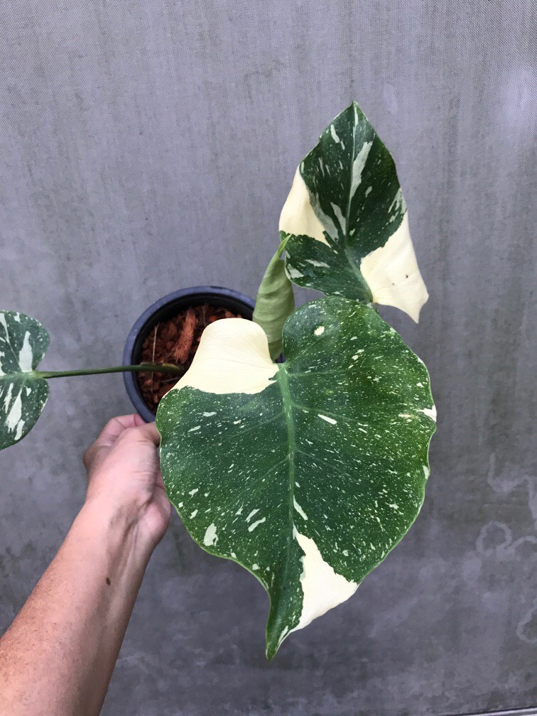 Monstera mutation, Furniture & Home Living, Gardening, Plants & Seeds ...