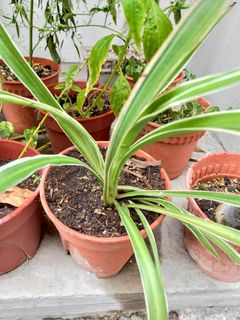 Spider plant pup, Furniture & Home Living, Gardening, Plants & Seeds on ...