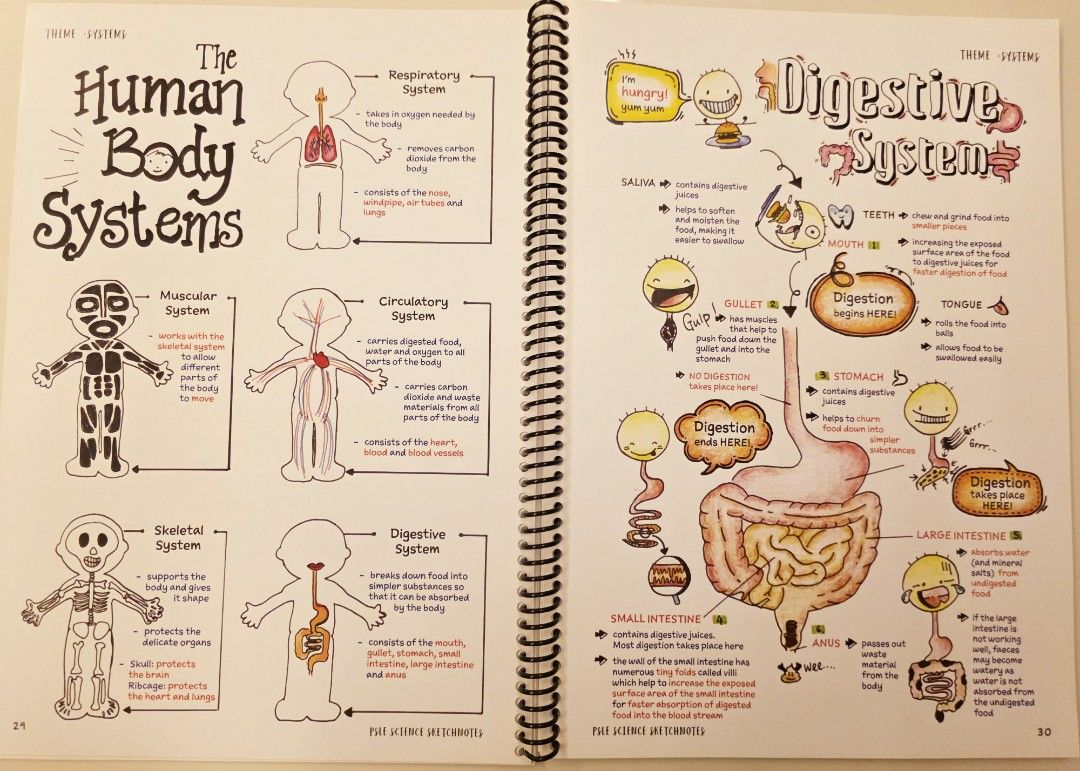 [BN] PSLE Science Sketchnotes 3rd Edition (*Free local tracked mail ...