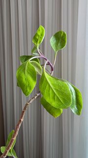 Gynura procumbens/Longevity Spinach/百病草, Furniture & Home Living ...