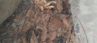 Cubaris sp. "Jupiter" isopod, Pet Supplies, Pet Food on Carousell