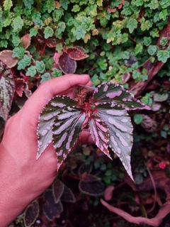 Begonia sp. “Julau” Type 2, Furniture & Home Living, Gardening, Plants ...