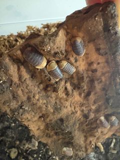 Rubber ducky isopod For Sale | Carousell Singapore