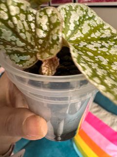 Begonia Maculata Pink Var., Furniture & Home Living, Gardening, Plants ...