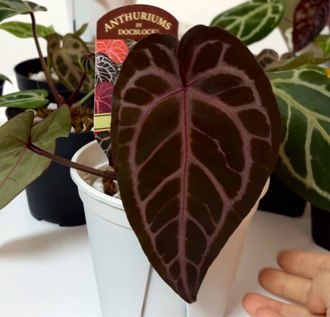 Anthurium DocBlock Giannina, Furniture & Home Living, Gardening, Plants ...