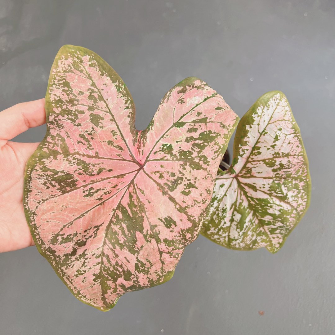 Caladium marble variegated with butterfly leaf shape, Furniture & Home ...