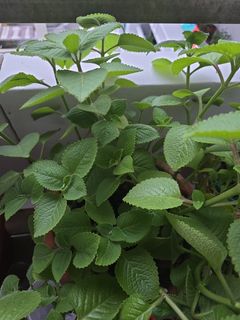 Indian Borage plant, Furniture & Home Living, Gardening, Plants & Seeds ...