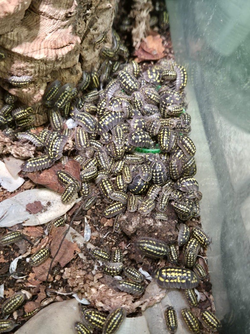Premium isopod food, Pet Supplies, Pet Food on Carousell