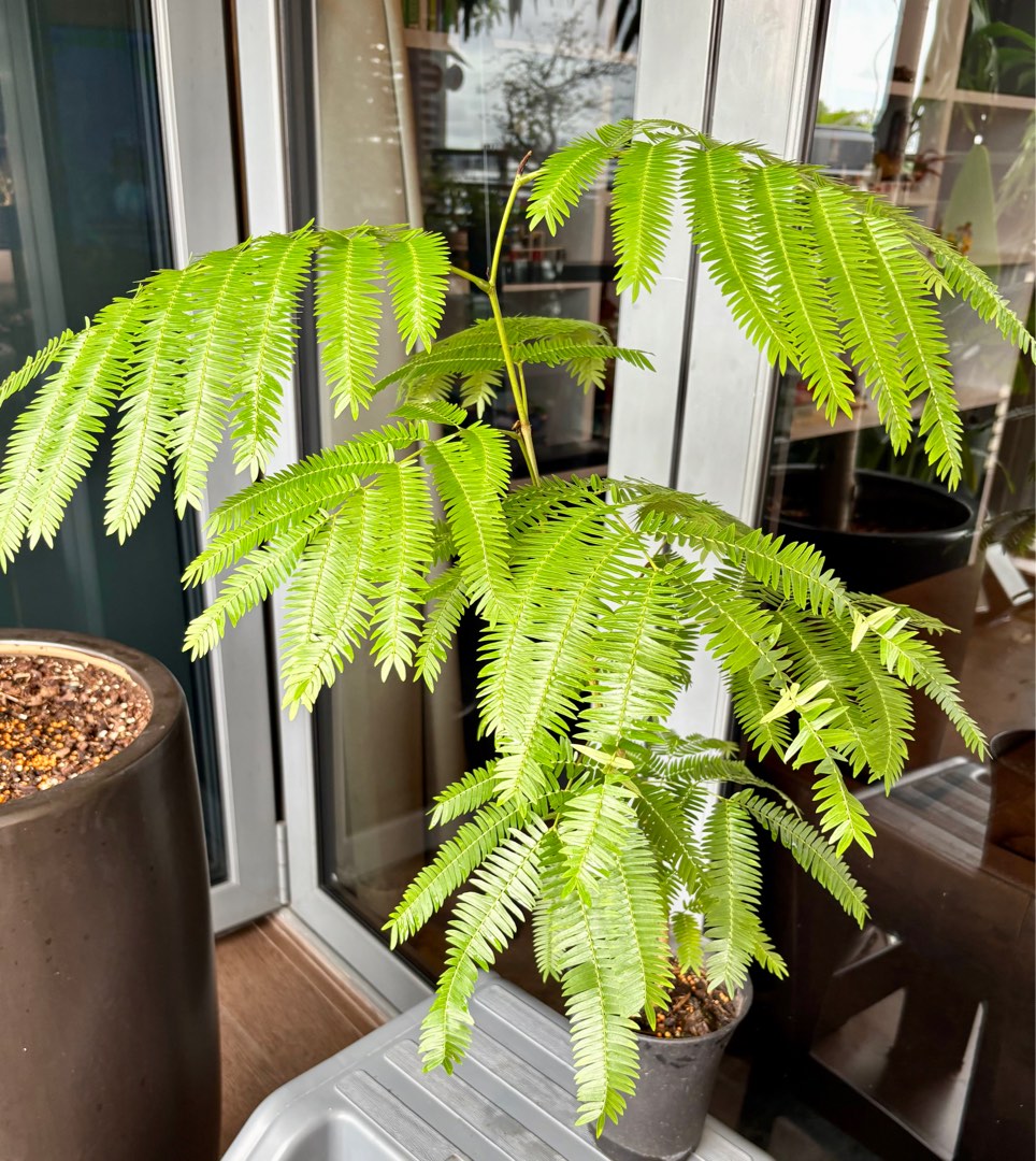 Japanese Everfresh Tree, Pithecellobium Confertum - 65cm (height ...