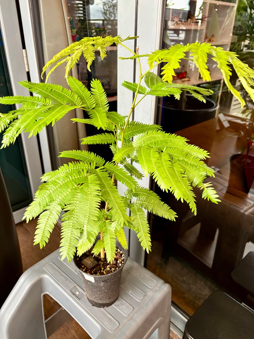 Japanese Everfresh Tree, Pithecellobium Confertum - 55cm (height ...