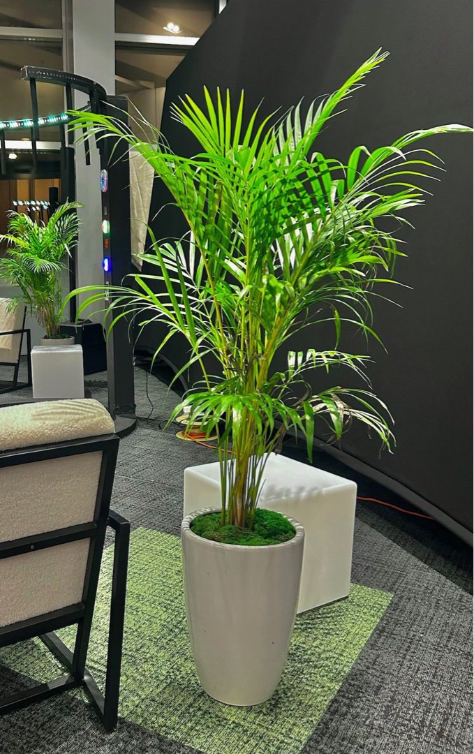 $40 Areca Palm / Yellow Palm / Potted Palm / Potted Plants / Plant ...