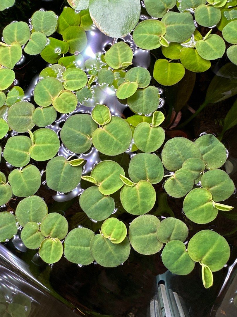 Aquatic floaters frogbits / red root floaters, Furniture & Home Living ...