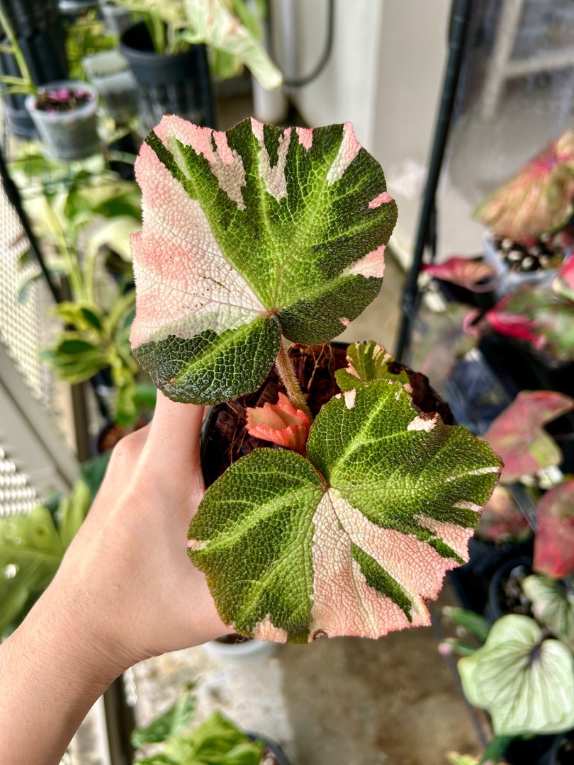 Begonia Soli Mutata, Furniture & Home Living, Gardening, Plants & Seeds ...