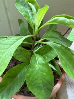 Gynura procumbens/Longevity Spinach/百病草, Furniture & Home Living ...