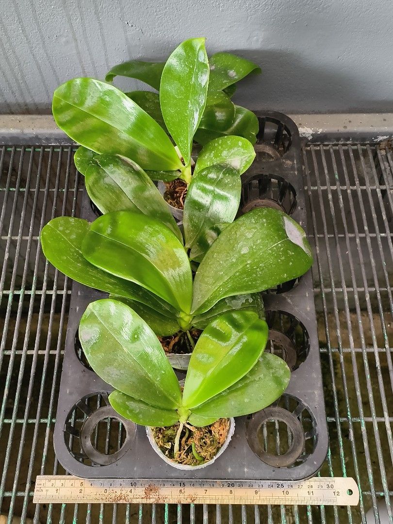 Phalaenopsis Yaphon Java Canary x Mituo Golden Tiger 'White Tiger ...