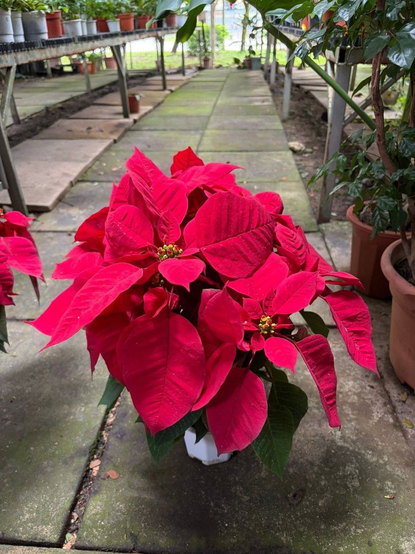 Poinsettia Plant, Furniture & Home Living, Gardening, Plants & Seeds on ...