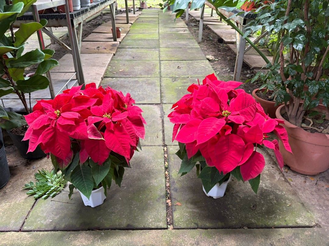 Poinsettia Plant, Furniture & Home Living, Gardening, Plants & Seeds on ...