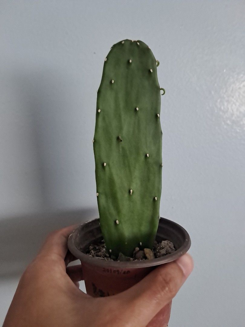 Prickly pear/cochineal nopal cactus (opuntia cochenillifera), Furniture ...