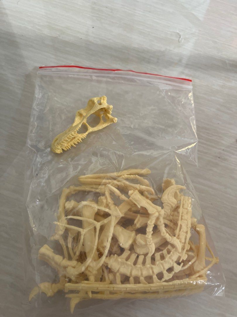 1/4 velociraptor skeleton model kit, Hobbies & Toys, Toys & Games on ...