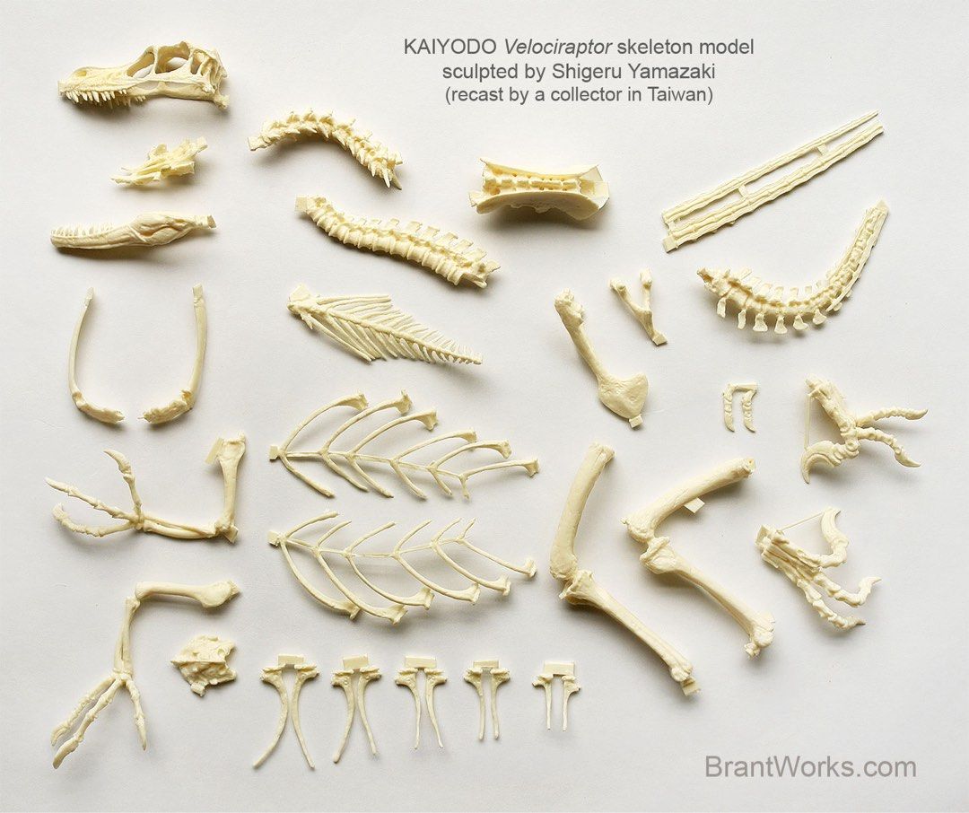 1/4 velociraptor skeleton model kit, Hobbies & Toys, Toys & Games on ...