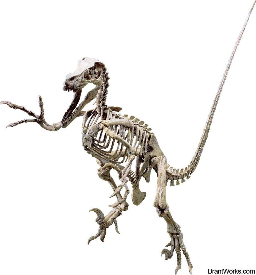 1/4 velociraptor skeleton model kit, Hobbies & Toys, Toys & Games on ...