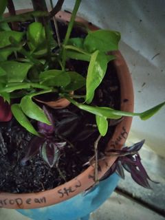 Pothos money plant, Furniture & Home Living, Gardening, Plants & Seeds ...
