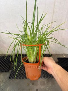 Spring onion plant For Sale | Gardening | Carousell Singapore