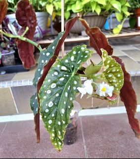 Begonia Maculata Pink Var., Furniture & Home Living, Gardening, Plants ...