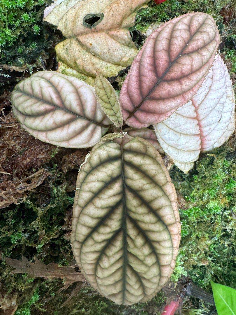 Labisia type 1 - pauludarium terrarium vivarium jungle plant, Furniture ...