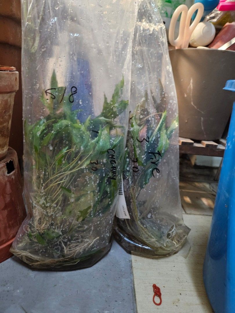 Live Aquarium Plants - cryptocoryne green and brown, Furniture & Home ...