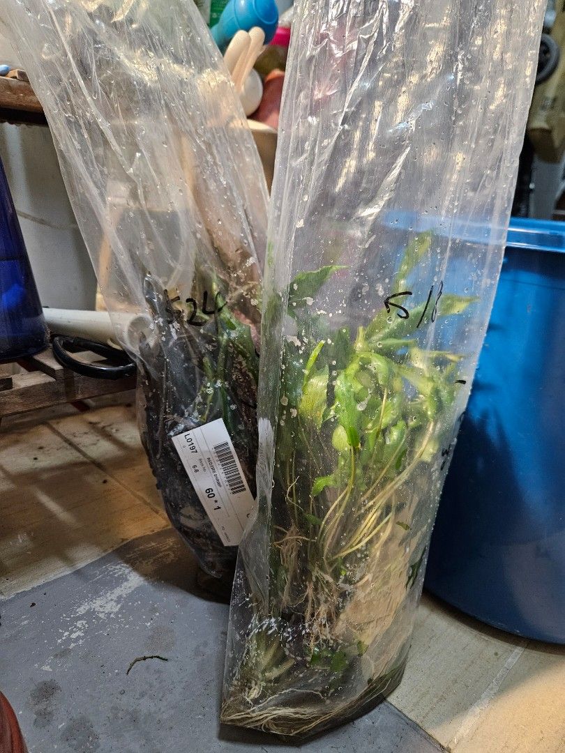 Live Aquarium Plants - cryptocoryne green and brown, Furniture & Home ...