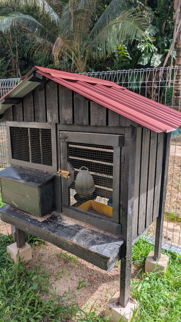 Reban Ayam Wooden Chicken Coop with Red Roof, Pet Supplies, Homes ...