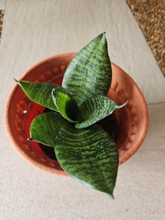 snake plant and others, Furniture & Home Living, Gardening, Plants ...