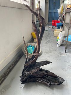 Aquarium Driftwood Fish Tank Discus Altum Pleco Tetra Corydoras Orchid ...