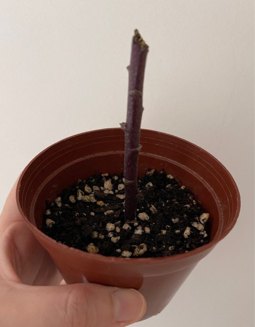 Gynura procumbens/Longevity Spinach/百病草, Furniture & Home Living ...