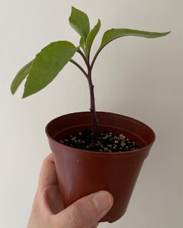 Gynura procumbens/Longevity Spinach/百病草, Furniture & Home Living ...