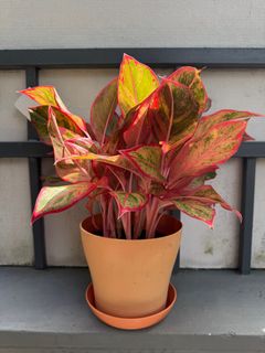 Wandering jew plant, Furniture & Home Living, Gardening, Plants & Seeds ...