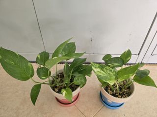 Pothos money plant, Furniture & Home Living, Gardening, Plants & Seeds ...