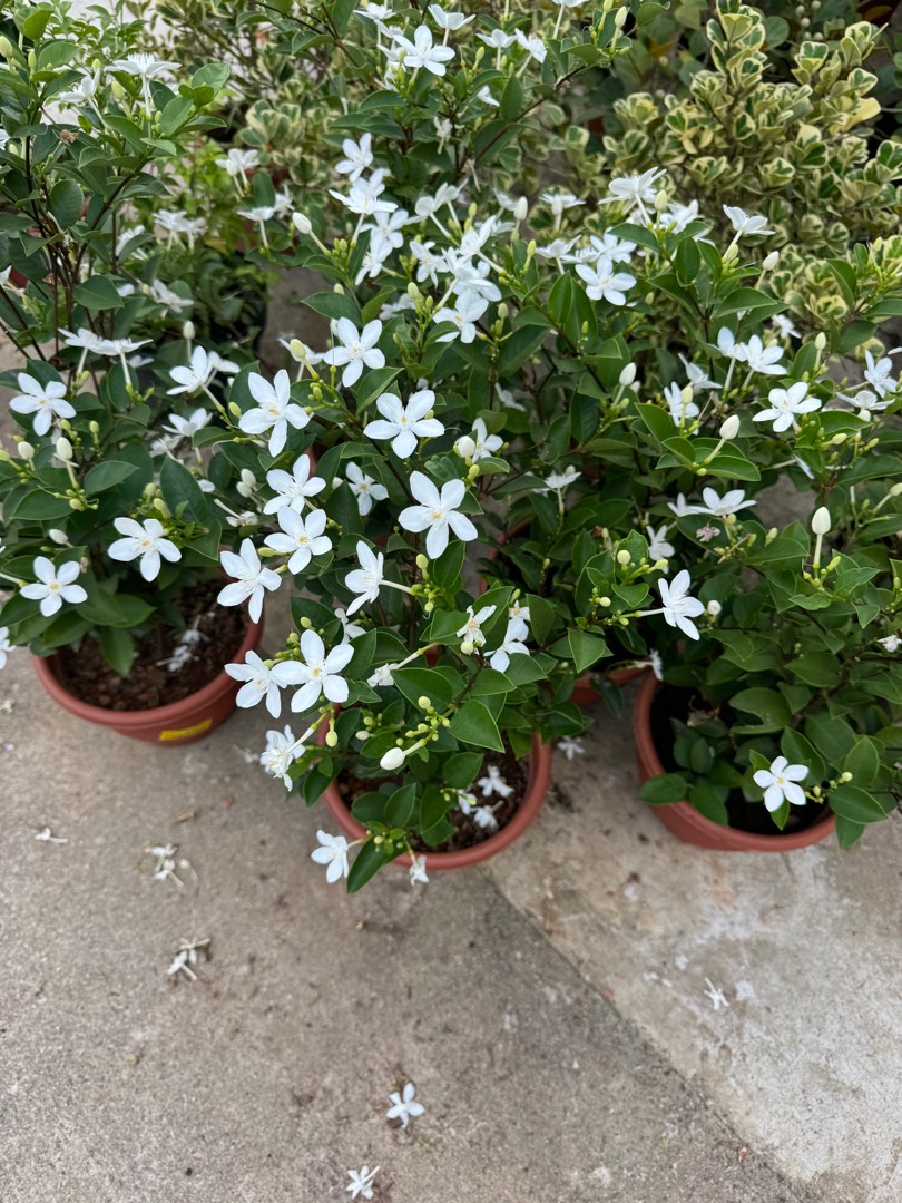 Snowflake Jasmine / Wrightia antidysenterica 2 pots – White Flowering ...