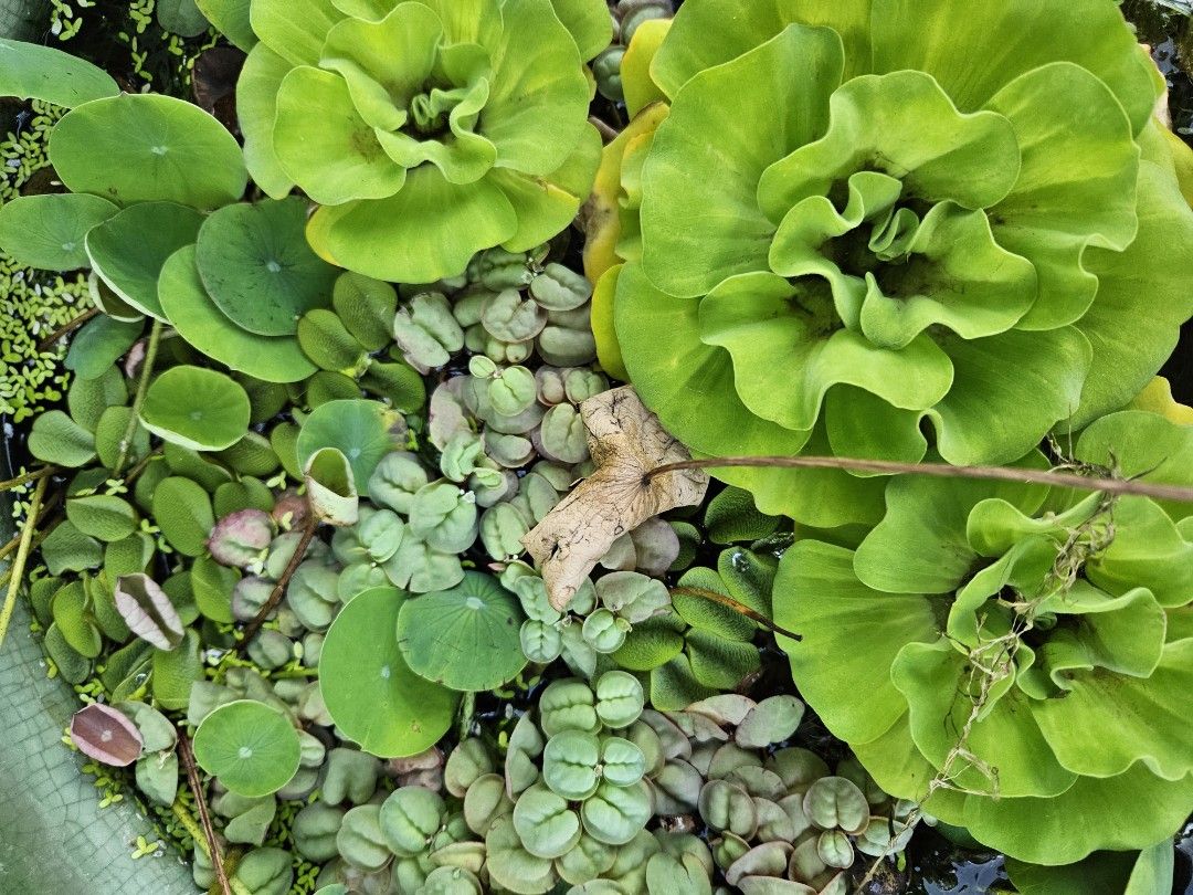 Water lettuce, red root floaters, Salvinia, Elodea, Furniture & Home ...