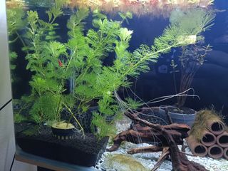 Aquarium Plant - Riccia Fluitans, Furniture & Home Living, Gardening ...