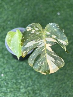 Monstera Deliciosa Legacy, Furniture & Home Living, Gardening, Plants ...