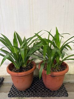 Pandan leaves plant, Furniture & Home Living, Gardening, Plants & Seeds ...