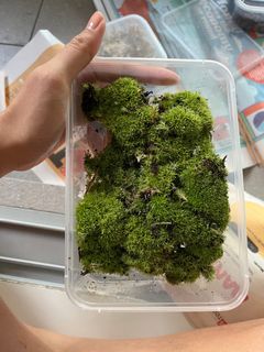 Knorr Prandell Green Moss 50g, Furniture & Home Living, Gardening ...